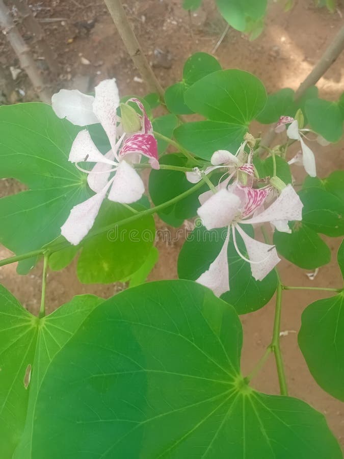 One Flower & X28;rose and White Colour Stock Photo - Image of white ...