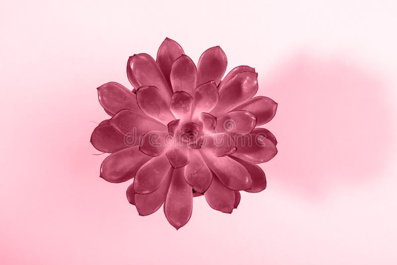 One Flower Rosette Of Succulent Plant Close Up Top View Toning In