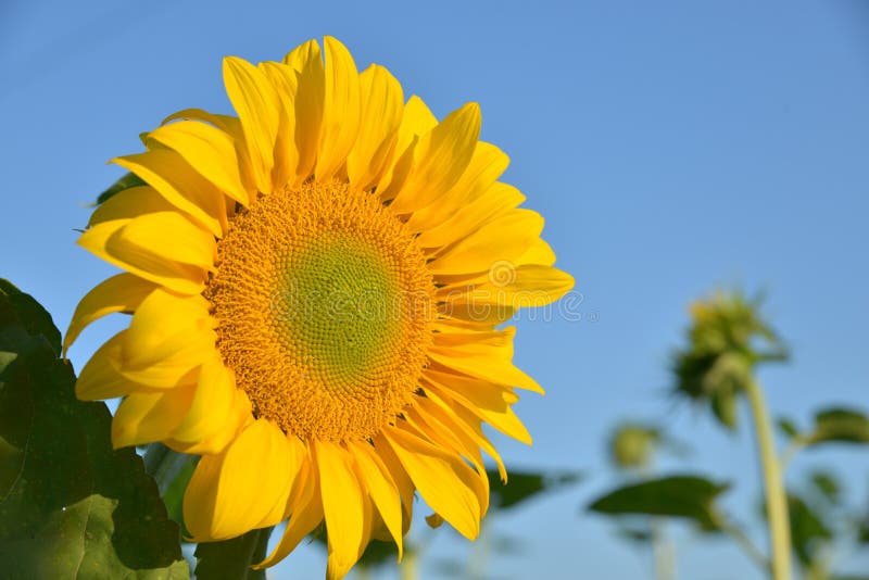 One Flower of Sunflower Closeup Stock Image - Image of close, beautiful ...