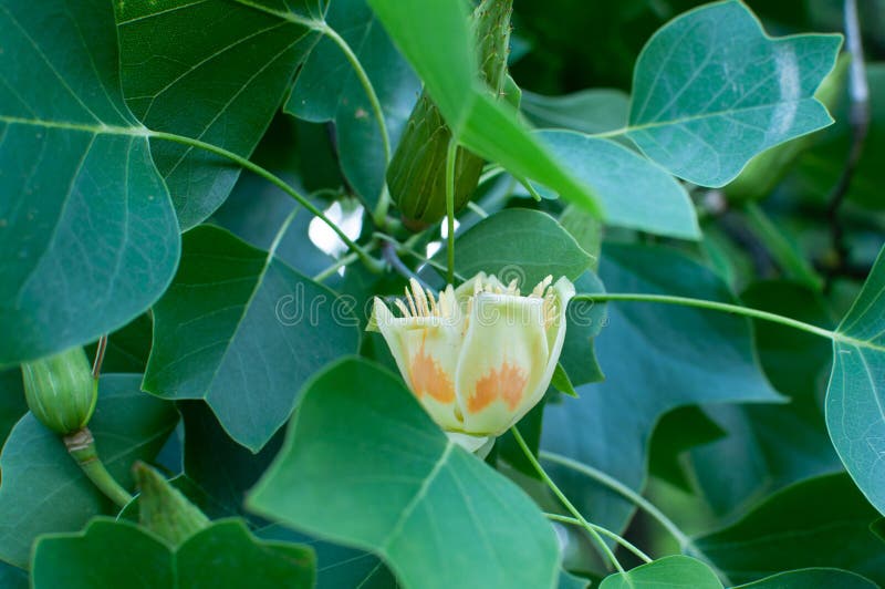 One Flower of Tulip Tree with a Lot of Leaves Stock Photo - Image of ...