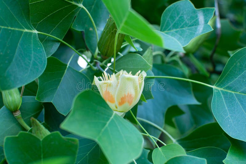 One Flower of Tulip Tree with a Lot of Leaves Stock Photo - Image of ...