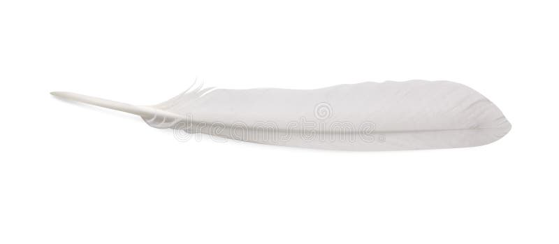 One Fluffy Beautiful Feather Isolated on White Stock Photo - Image of ...