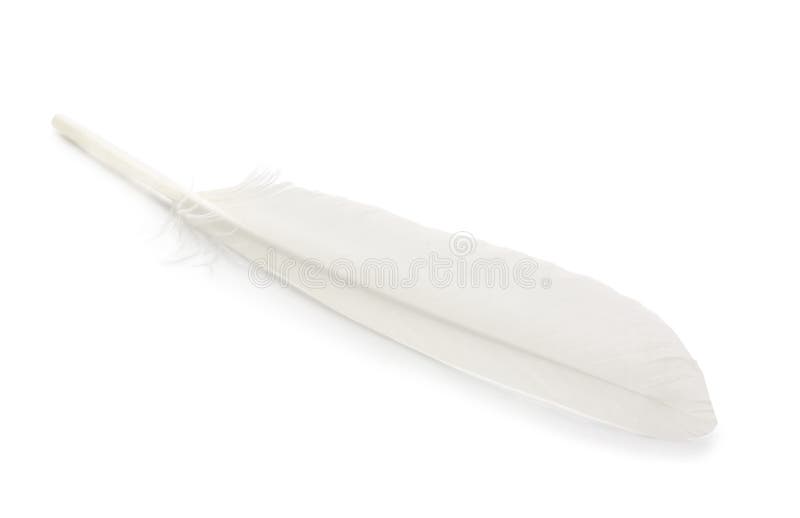 One Fluffy Beautiful Feather Isolated on White Stock Image - Image of ...