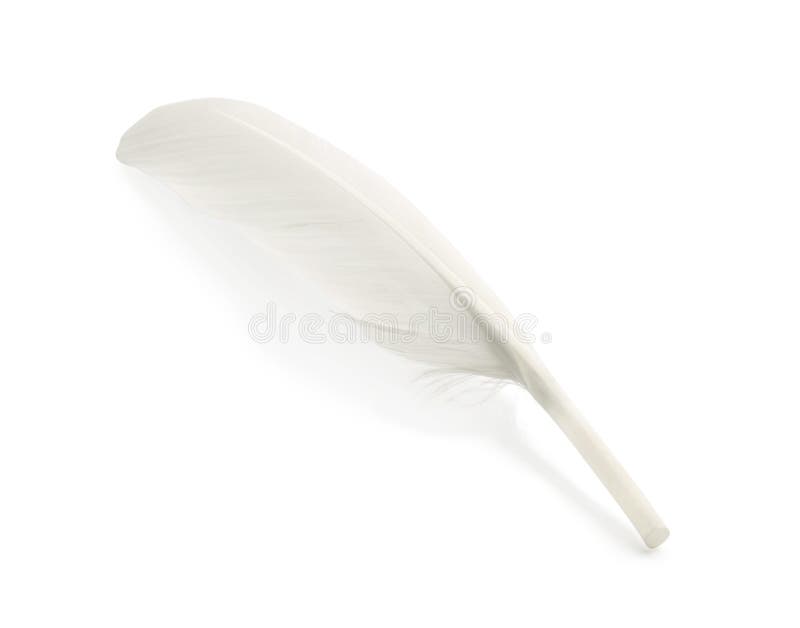One Fluffy Beautiful Feather Isolated on White Stock Photo - Image of ...