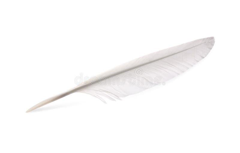 One Fluffy Beautiful Feather Isolated on White Stock Photo - Image of ...