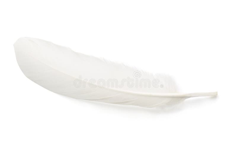 One Fluffy Beautiful Feather Isolated on White Stock Image - Image of ...