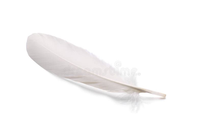 One Fluffy Beautiful Feather Isolated on White Stock Image - Image of ...