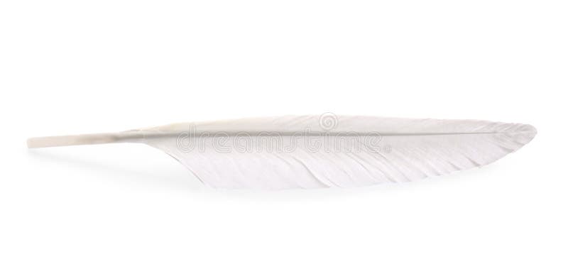 One Fluffy Beautiful Feather Isolated on White Stock Image - Image of ...
