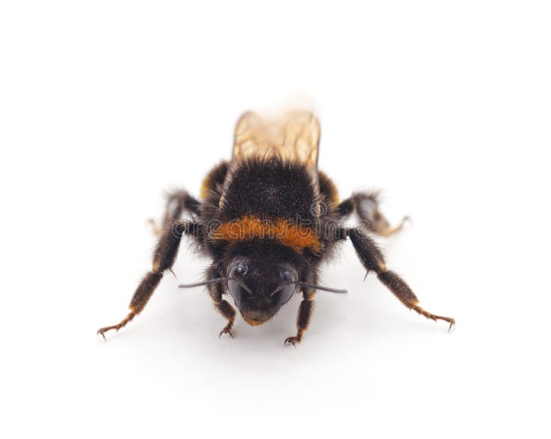 Fluffy Bumblebee Collects Pollen on Inflorescences of Small Yellow ...