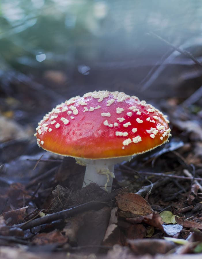 One Fly Agaric in the Sunlight, a Poisonous Mushroom Growing in the ... One Fly Agaric in the Sunlight, a Poisonous Mushroom Growing in the ...
