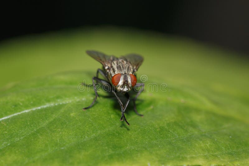 One Fly on Green Leaf for Pattern Stock Image - Image of hold, animal ...