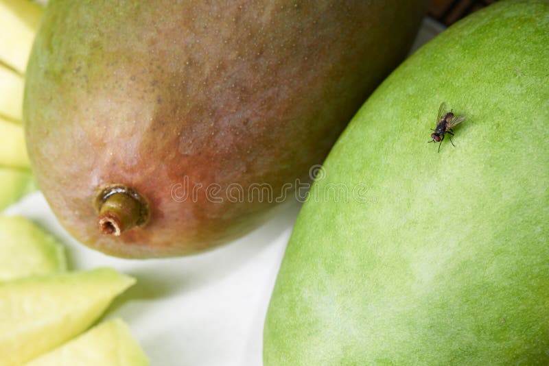 One Fly Insect Sitting on Mango Stock Image - Image of drosophila ...