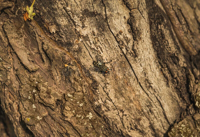 One Fly Insect Sitting on Tree Stock Photo - Image of pest, nature ...