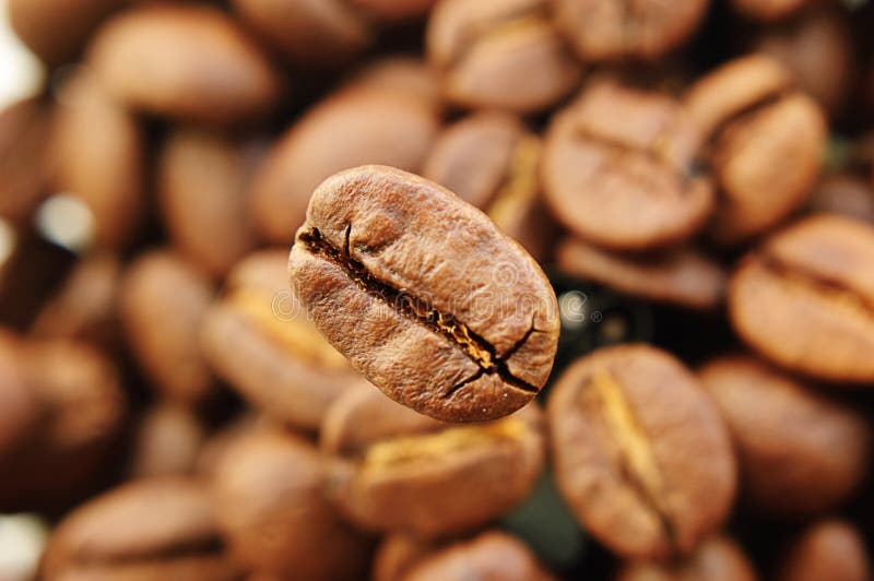 One Focused Coffee Bean in Front Stock Photo - Image of single ...