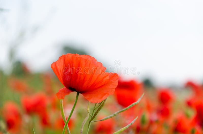 One focused poppy flower stock image. Image of close - 206546515