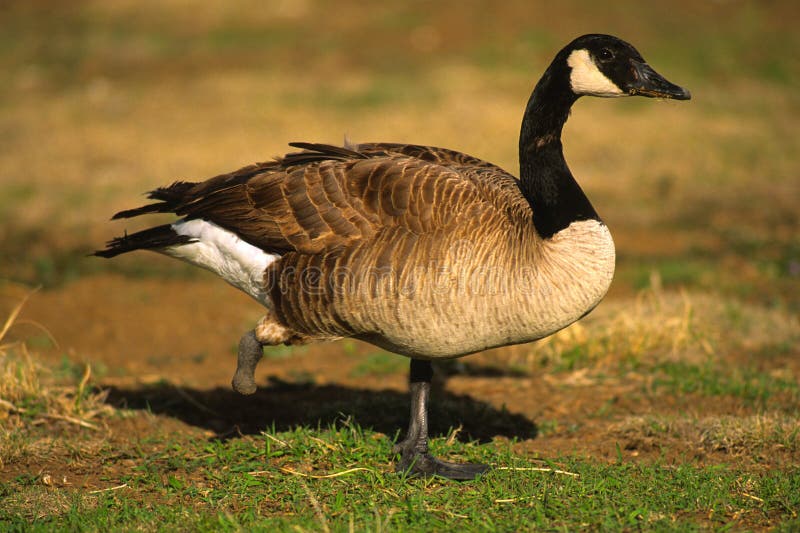 One Footed Canada Goose stock photo. Image of bird, migratory - 13129126