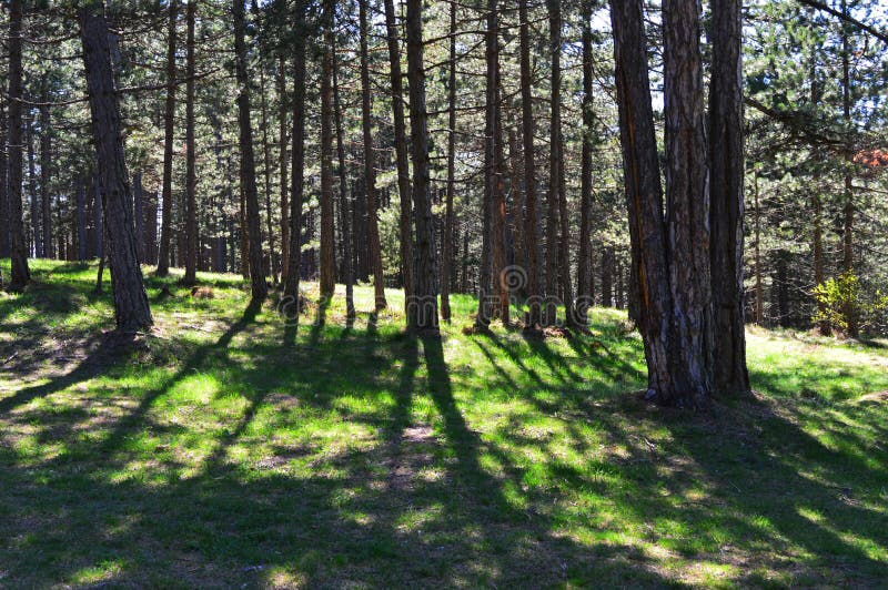 Forest with high trees stock photo. Image of nature - 115527666
