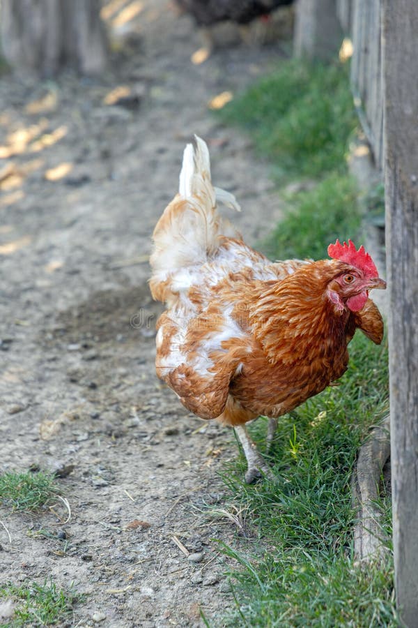 One Rooster Farm stock image. Image of grass, bird, animal - 324931557