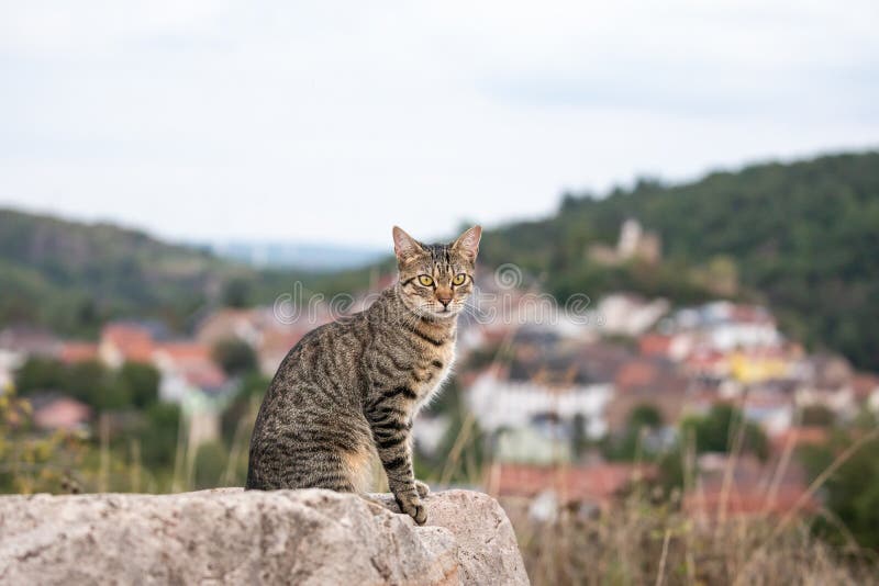 Tabby Cat in Natural Environment Stock Photo - Image of germany, scene ...