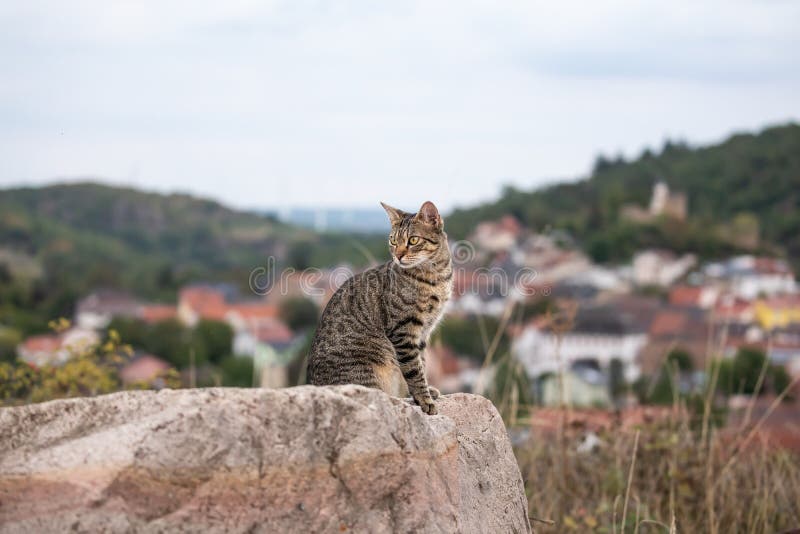 Tabby Cat in Natural Environment Stock Image - Image of scene, tabby ...