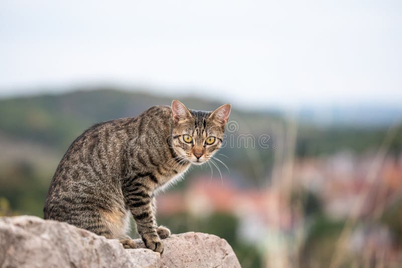 Tabby Cat in Natural Environment Stock Image - Image of tabby, animal ...