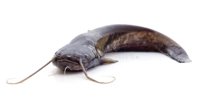 Black Catfish. Oxydoras Niger. Freshwater Fish in the River. Stock ...