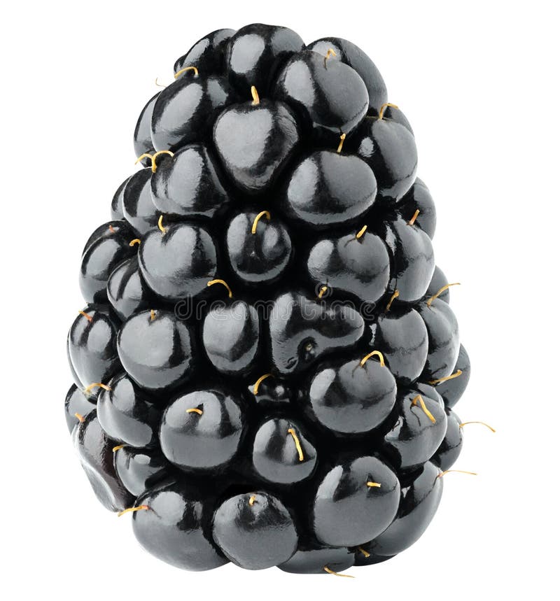 Blackberry fruit - Purple stock image. Image of biology - 102699375