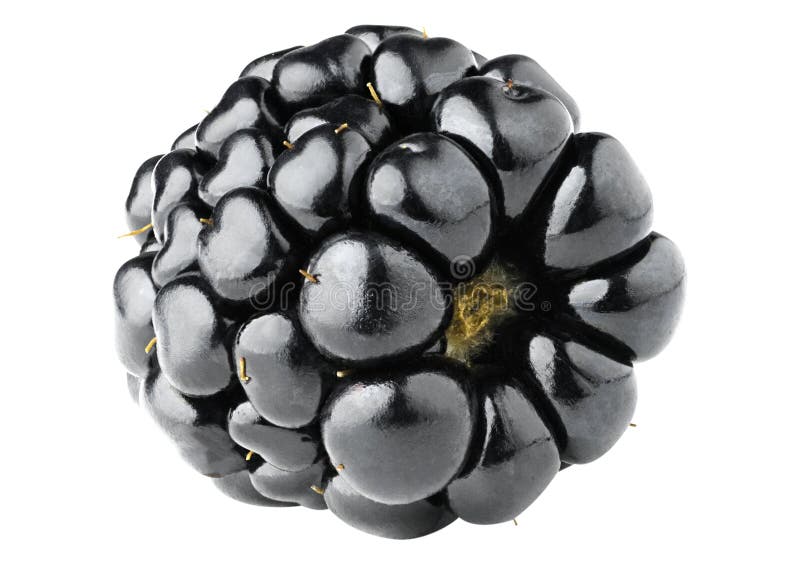 It`s a lot of blackberry stock image. Image of feed - 115548131