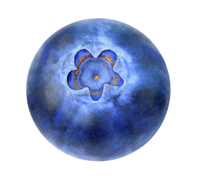 Fresh Blueberry with Drops Isolated on White Background Stock Photo ...