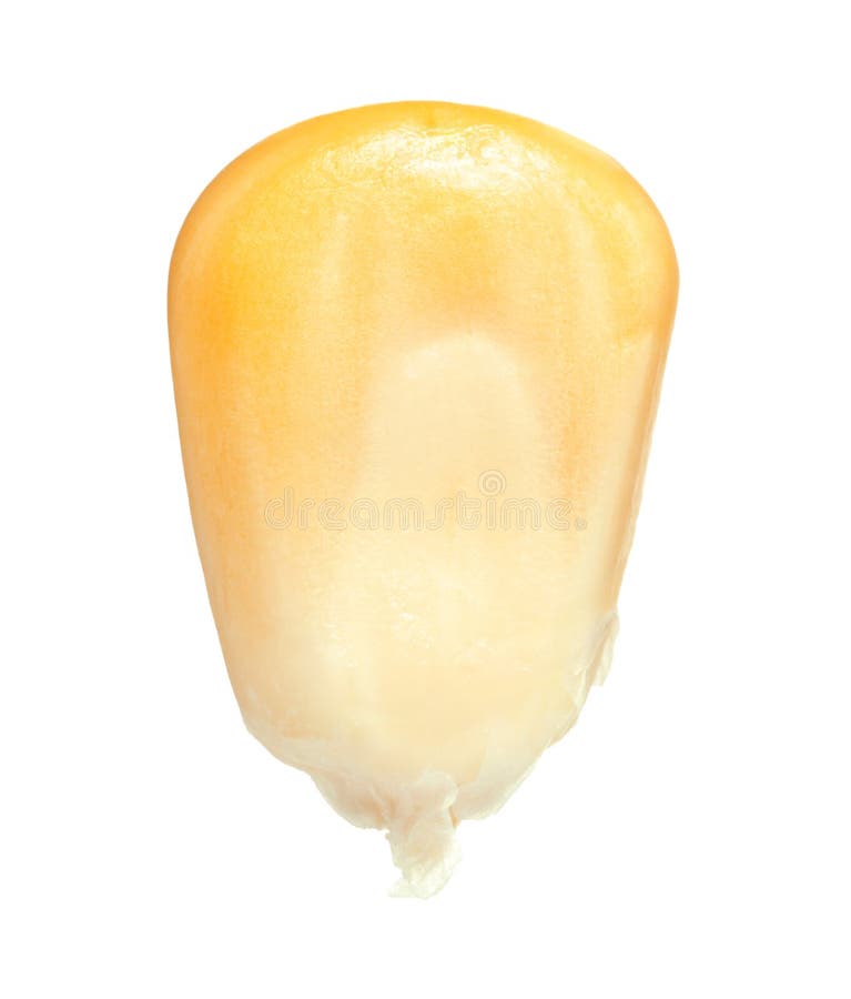 One Fresh Corn Kernel Isolated on White Stock Photo - Image of bright ...