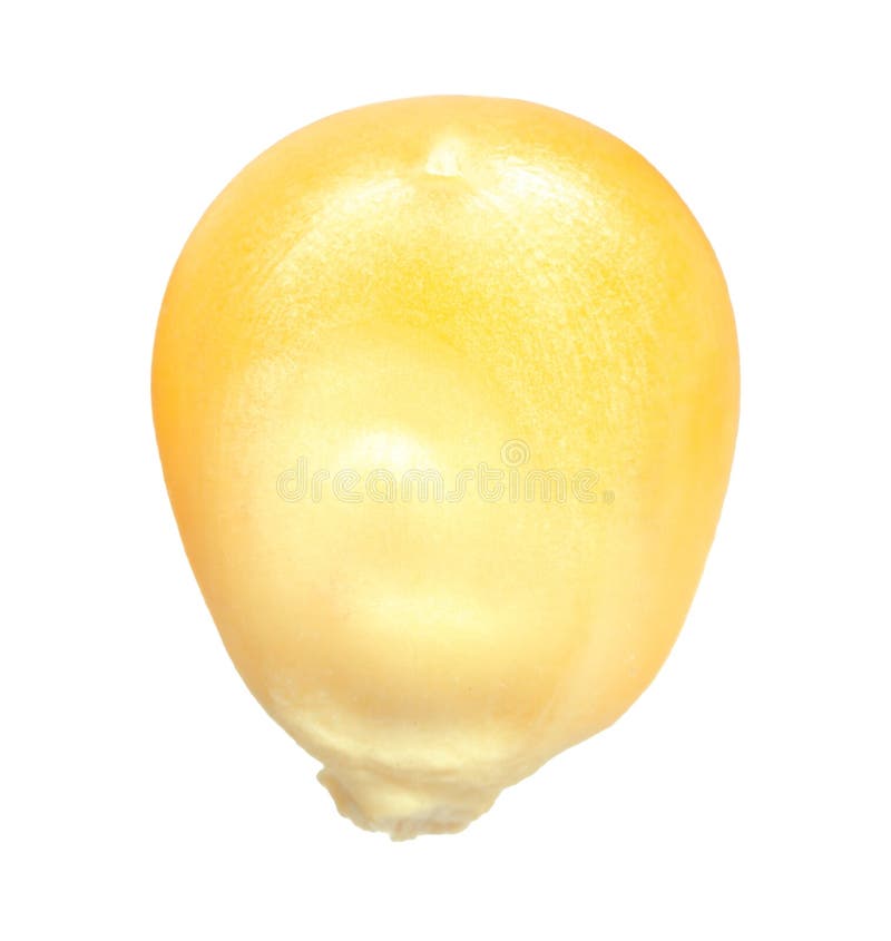 One Fresh Corn Kernel Isolated on White Stock Photo - Image of healthy ...