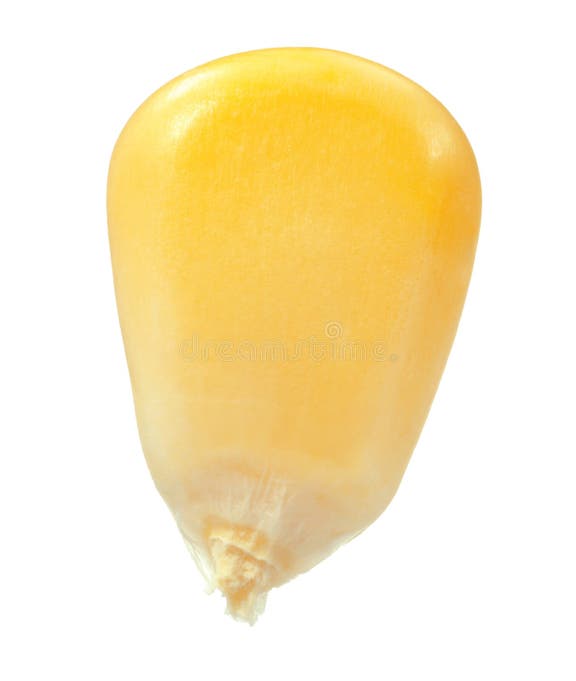 One Fresh Corn Kernel Isolated on White Stock Image - Image of cuisine ...