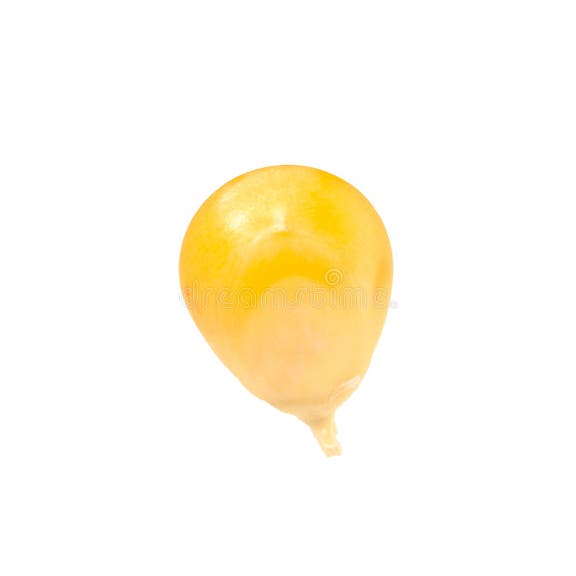 One Fresh Corn Kernel Isolated on White Stock Photo - Image of corn ...