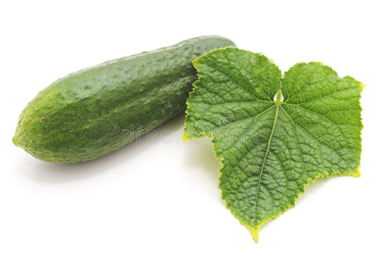 One cucumber stock image. Image of ingredient, organic - 25901287