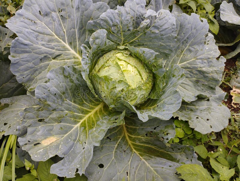 One Fresh Fruit Cabbage Photo Stock Image - Image of garden, green ...