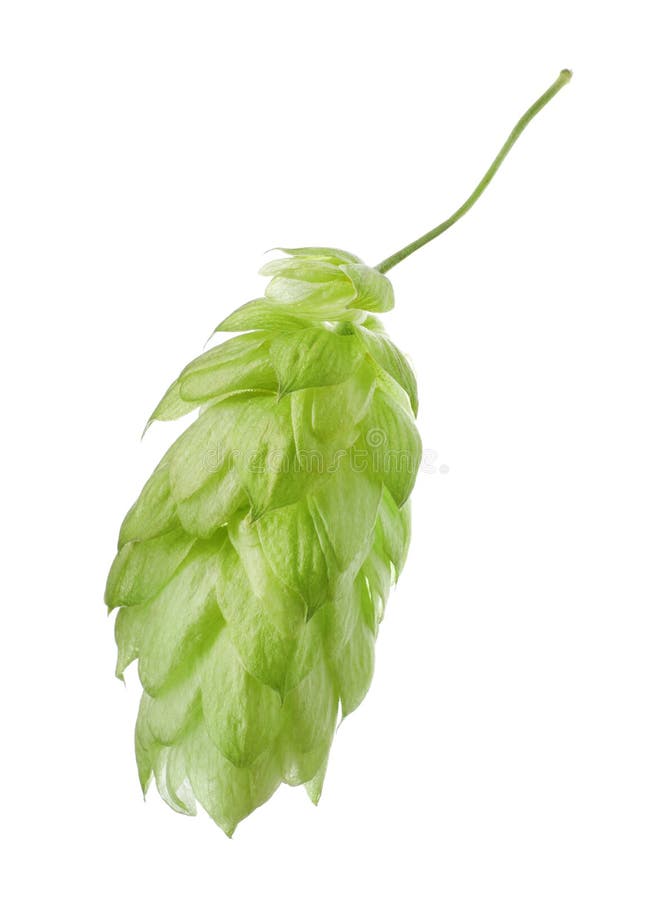 One Fresh Green Hop Isolated Stock Image - Image of isolated, flavor ...