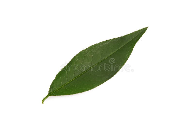 One Fresh Green Leaf Isolated on White Stock Photo - Image of natural ...