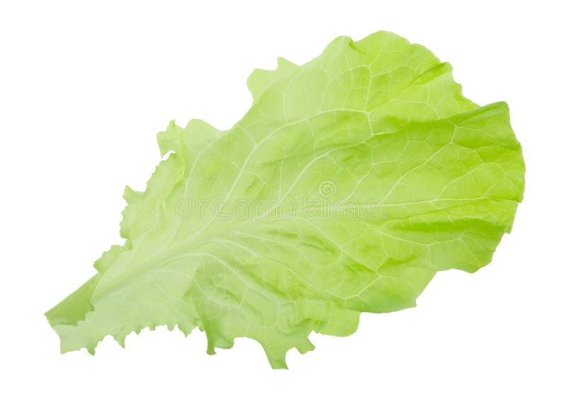 One Fresh Lettuce Leaf Isolated on White. Burger Ingredient Stock Image ...