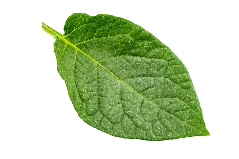 One Fresh Mint Leaf. Close-up Stock Image - Image of food, spice: 273827245