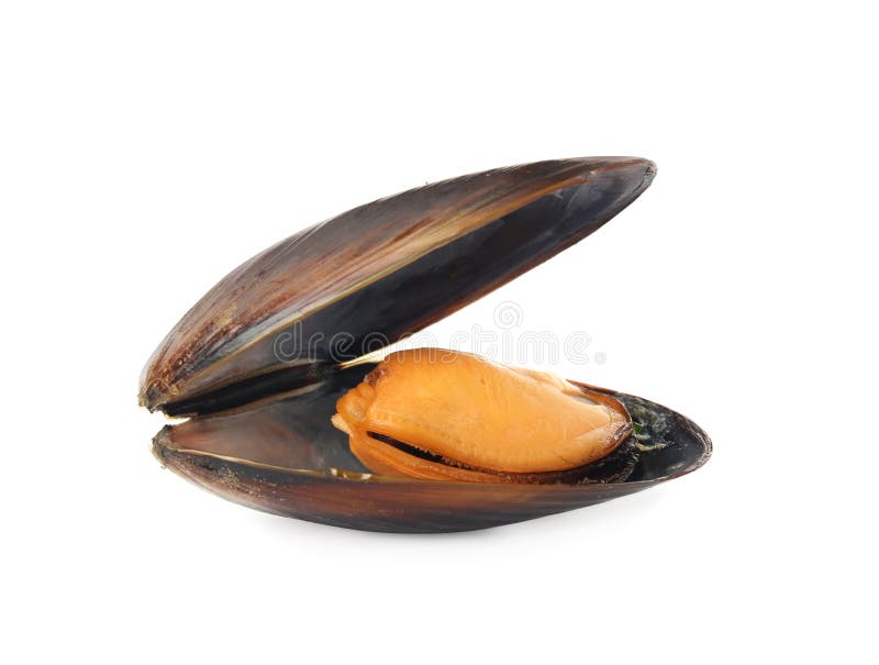 One Fresh Open Mussel Isolated on White Stock Photo - Image of mytilus ...
