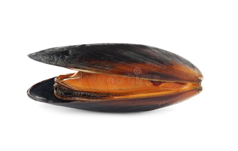 One Fresh Open Mussel Isolated on White Stock Photo - Image of color ...