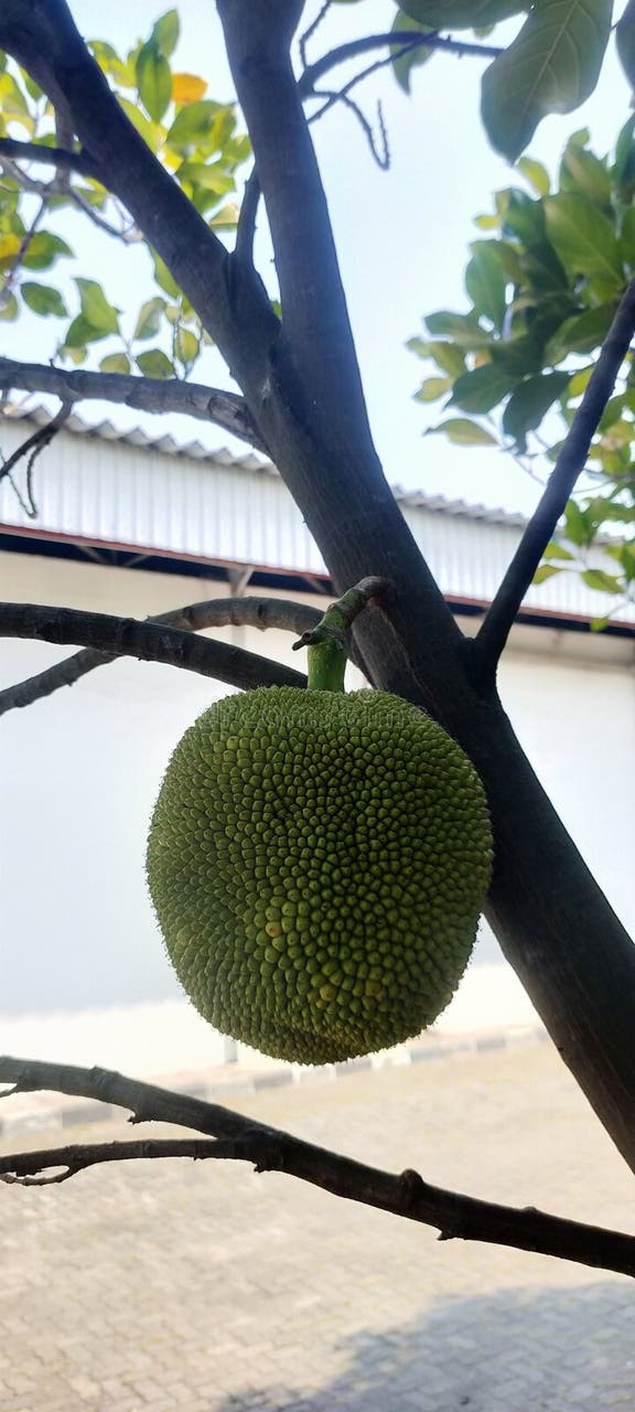 One Fresh Raw Jackfruit Organic Inside Warehouse Stock Photo - Image of ...