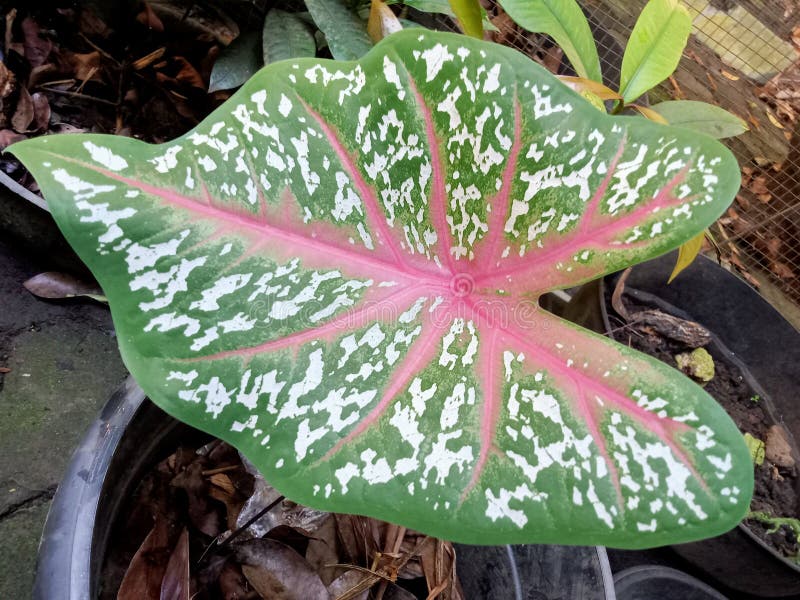 One Fresh Red Star Caladium Leaf Stock Photo - Image of leaf, star ...