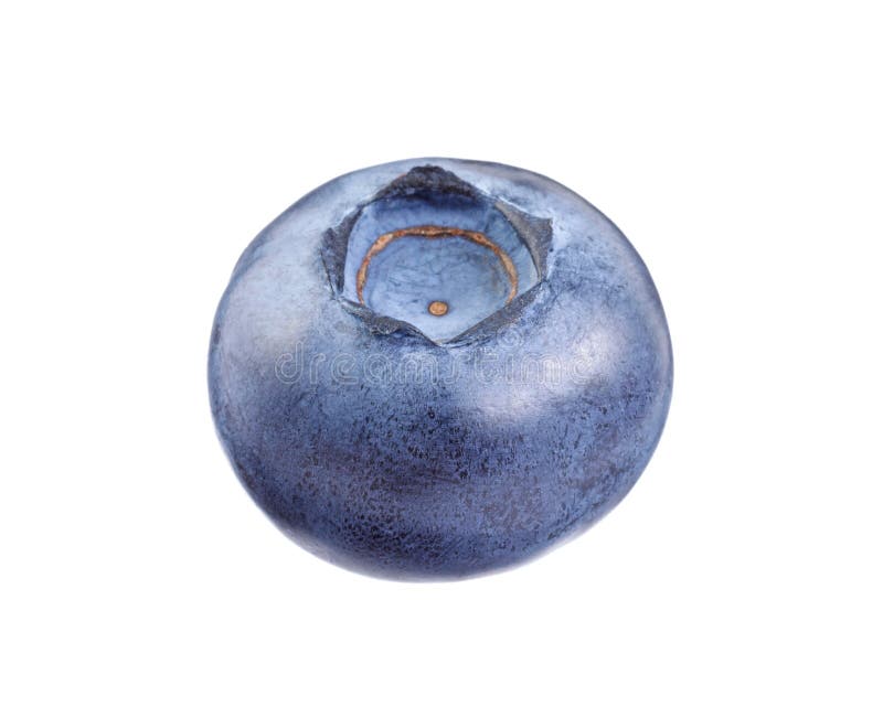 One Fresh Ripe Blueberry Isolated on White Stock Image - Image of ...