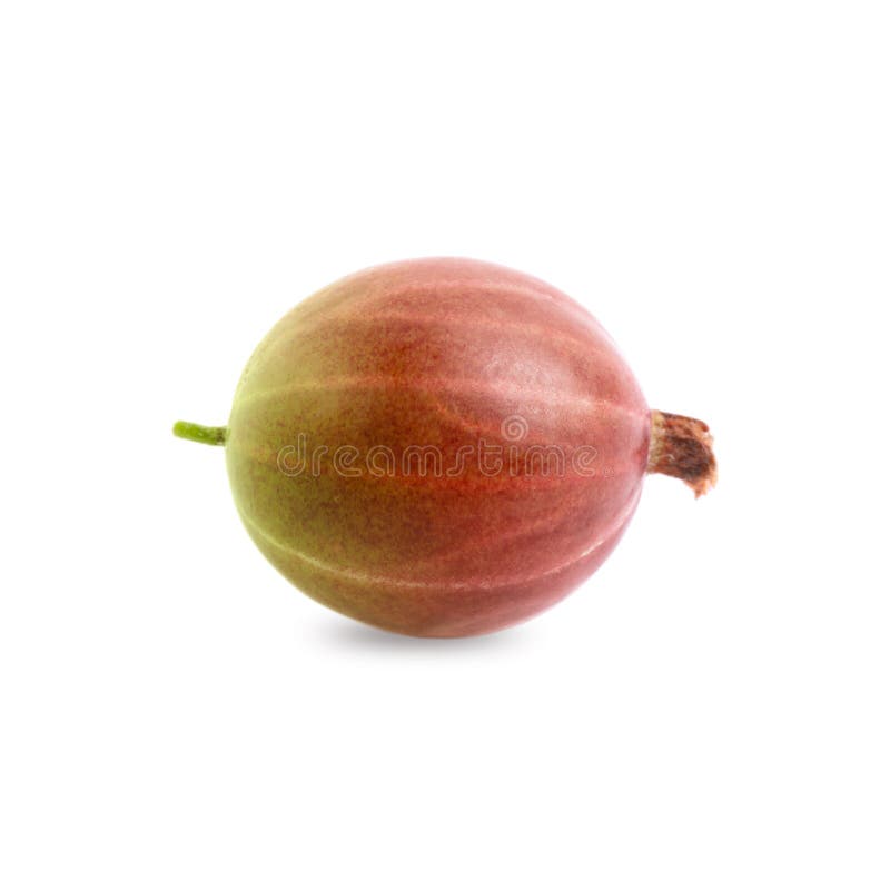 One Fresh Ripe Gooseberry Isolated on White Stock Photo - Image of alma ...