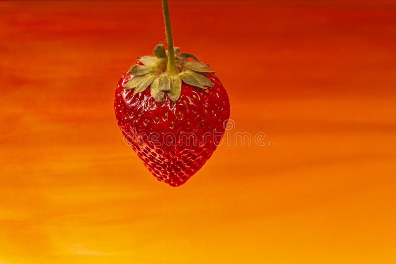 One Fresh Tasty Strawberries on a Art Wavy Background Stock Image ...