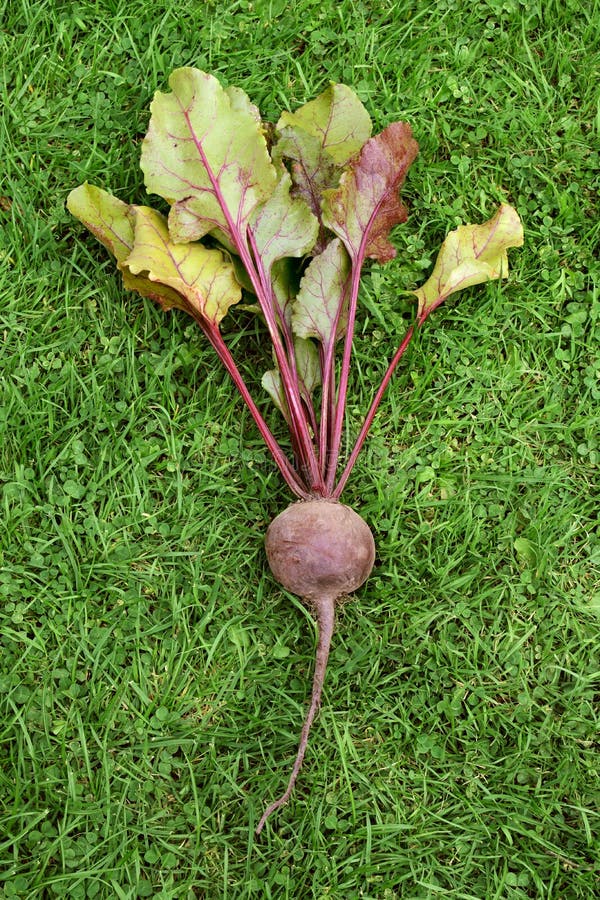 One Freshly Picked Red Beetroot Stock Image - Image of purple, garden ...