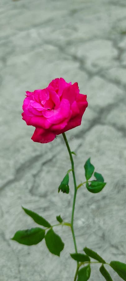 One Freshly Picked Red Rose, on the Floor in the Backyard Stock Photo ...