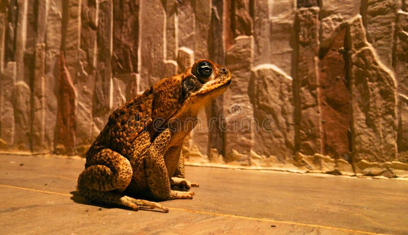 One frog on the house stock photo. Image of hike, alive - 184533124