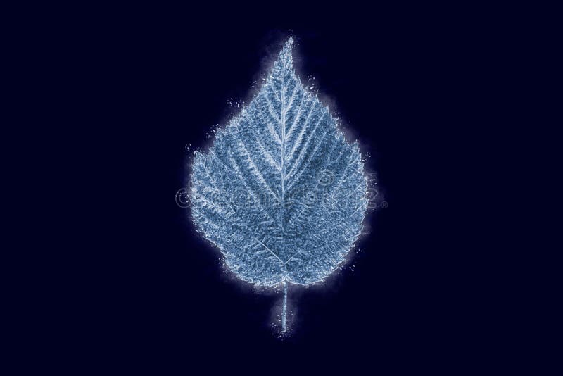 One Frozen Icy Alder Tree Leaf Isolated on Dark Blue Background, Blue ...